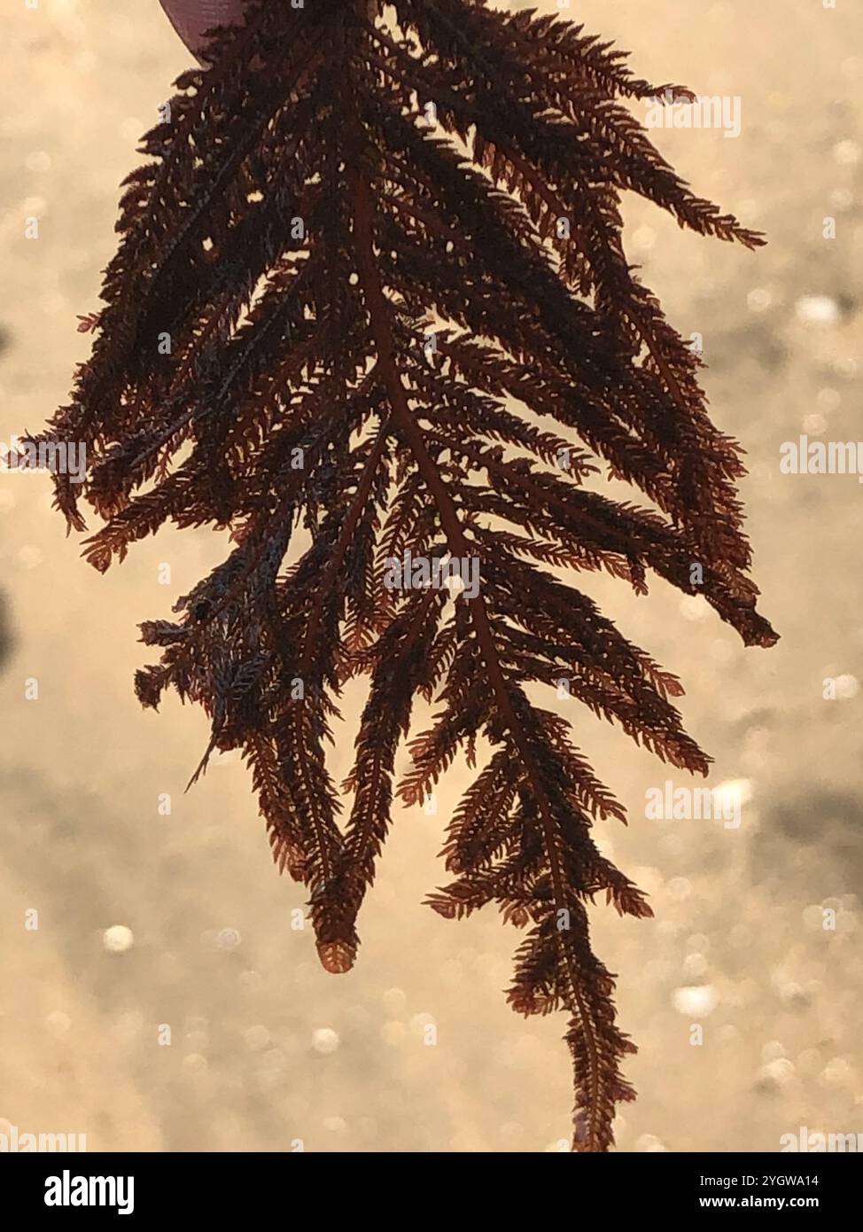 California Sea Fern (Neoptilota californica Stock Photo - Alamy