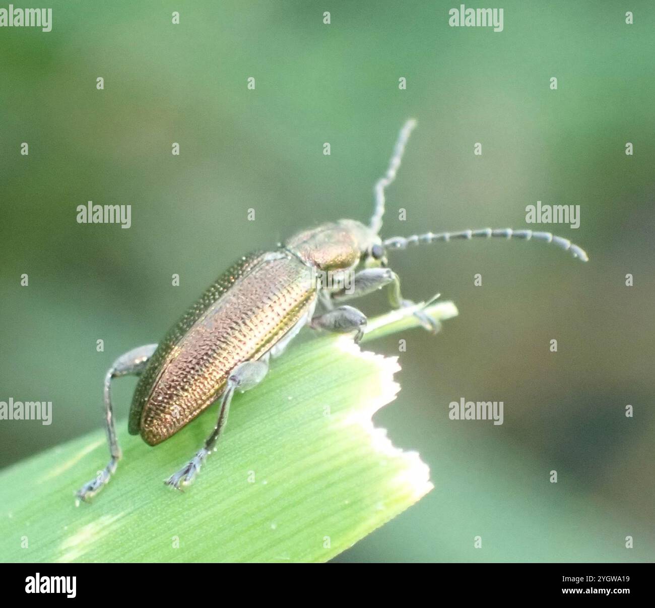 Grooved Leaf Beetle (Donacia semicuprea Stock Photo - Alamy