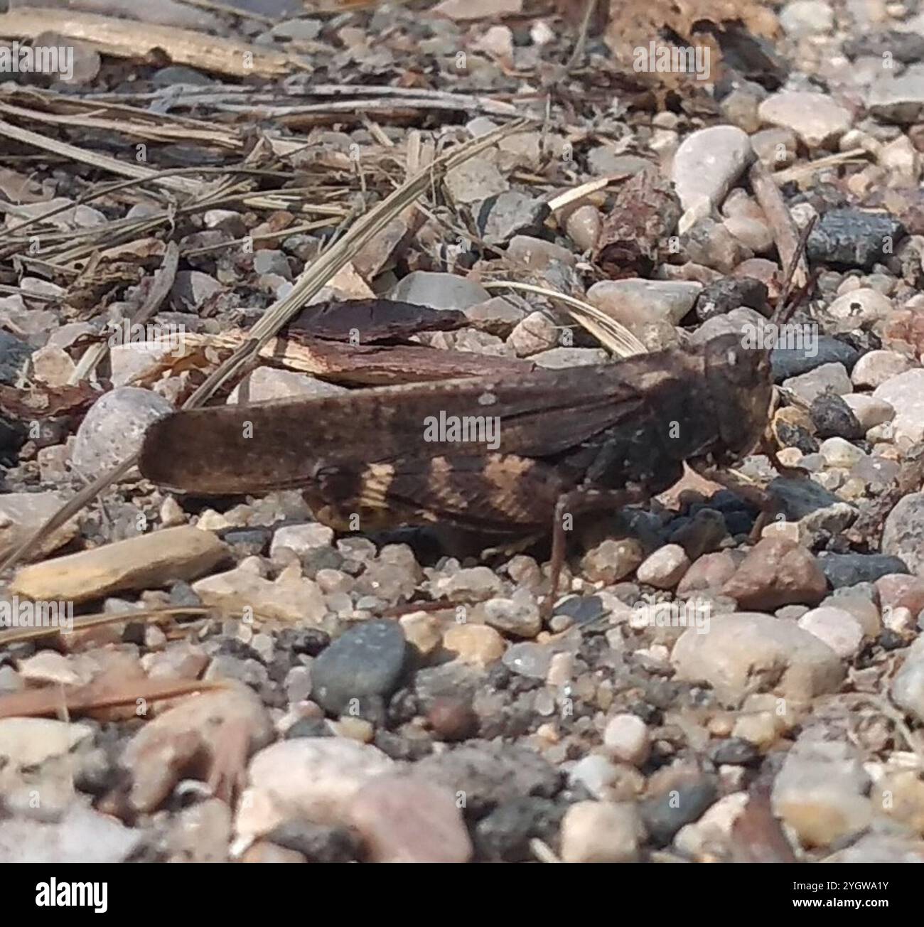 Speckle-winged Rangeland Grasshopper (Arphia conspersa Stock Photo - Alamy