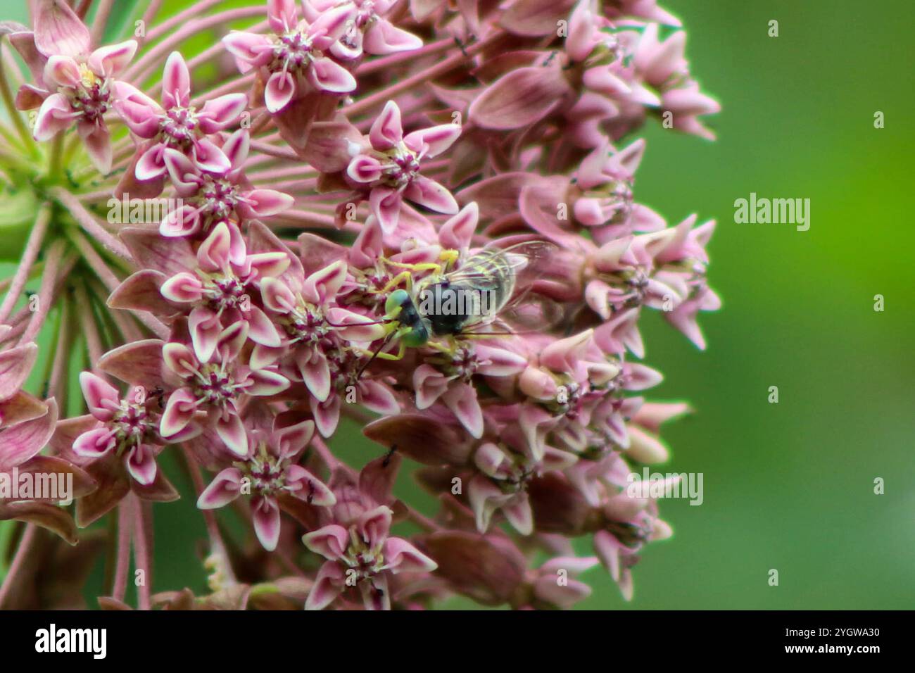 American Sand Wasp (Bembix americana Stock Photo - Alamy