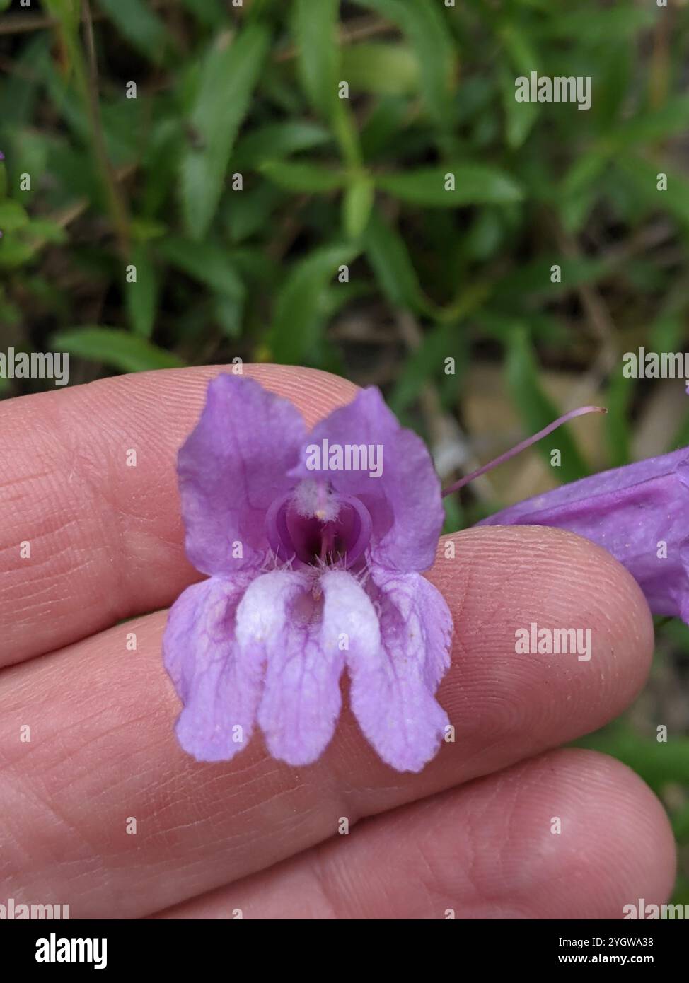 Bush Penstemon (Penstemon fruticosus Stock Photo - Alamy
