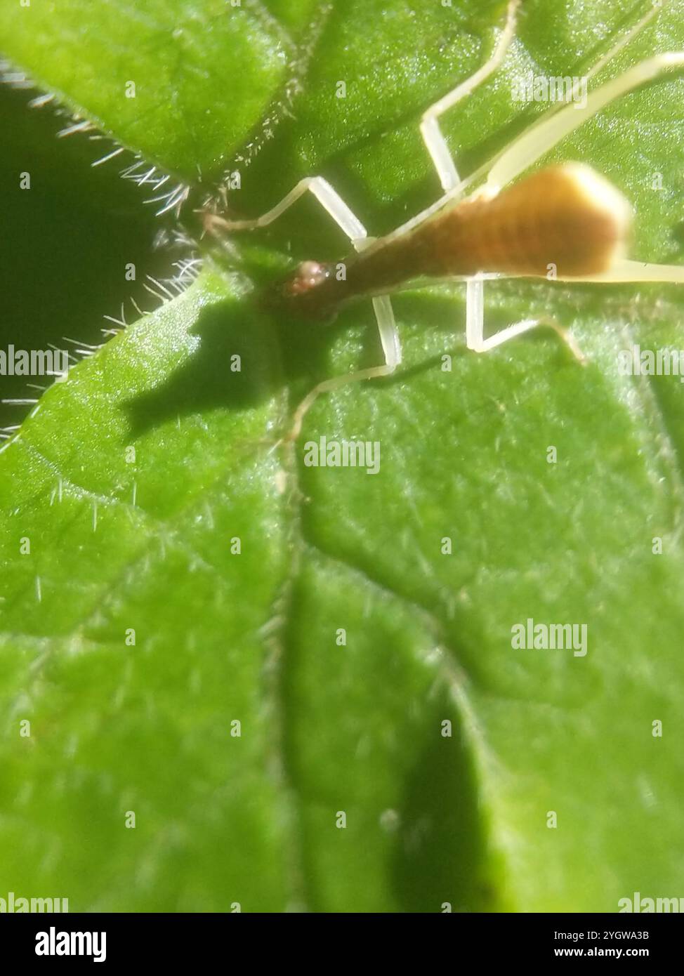 Two-spotted Tree Cricket (Neoxabea bipunctata Stock Photo - Alamy