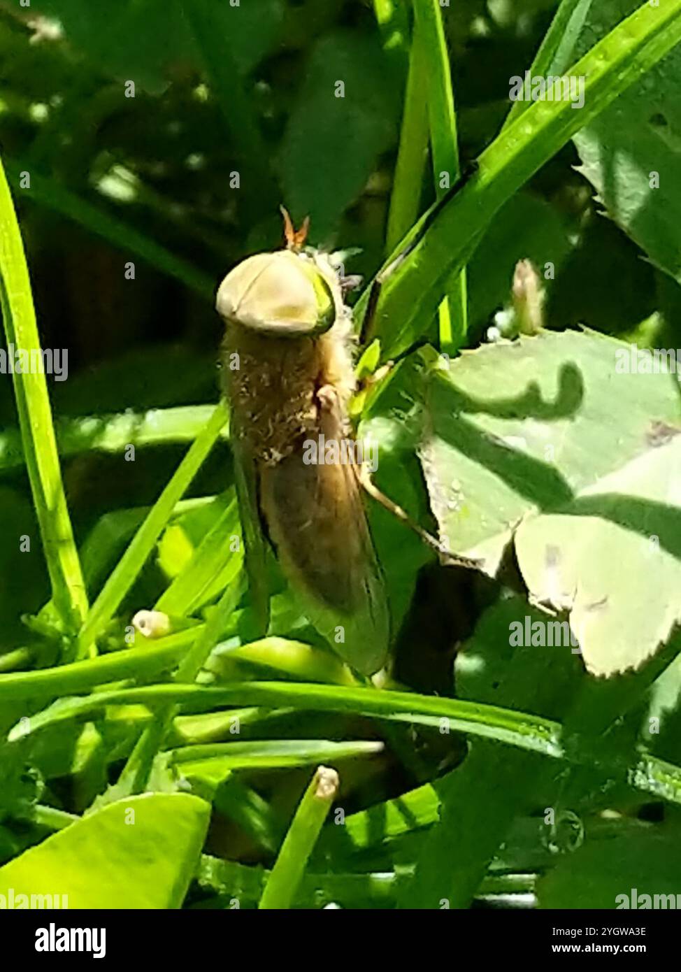 True Horse Flies (Tabanus Stock Photo - Alamy
