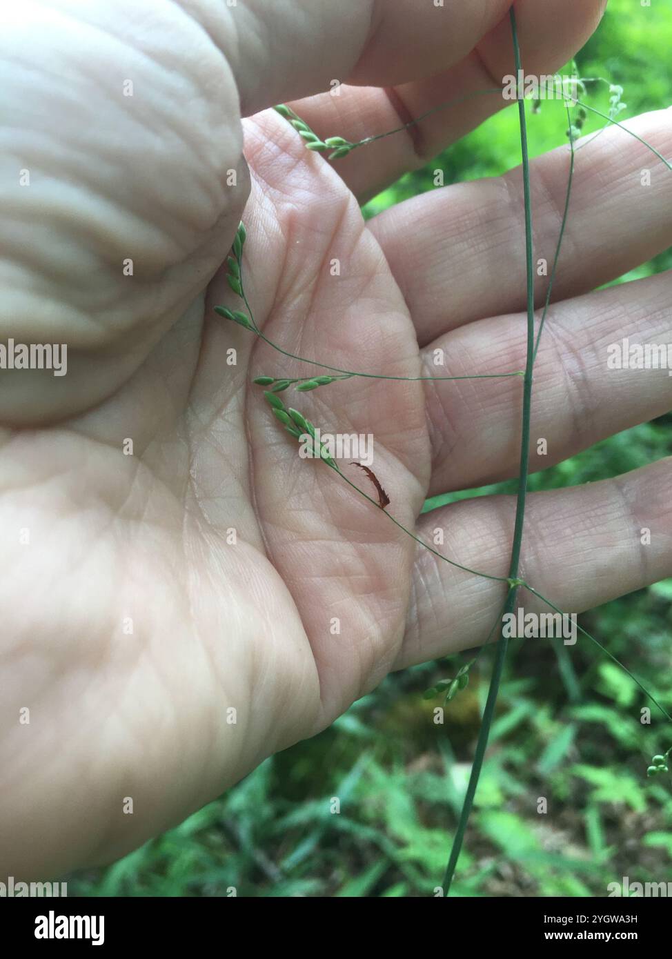 Wood Millet (Milium effusum Stock Photo - Alamy