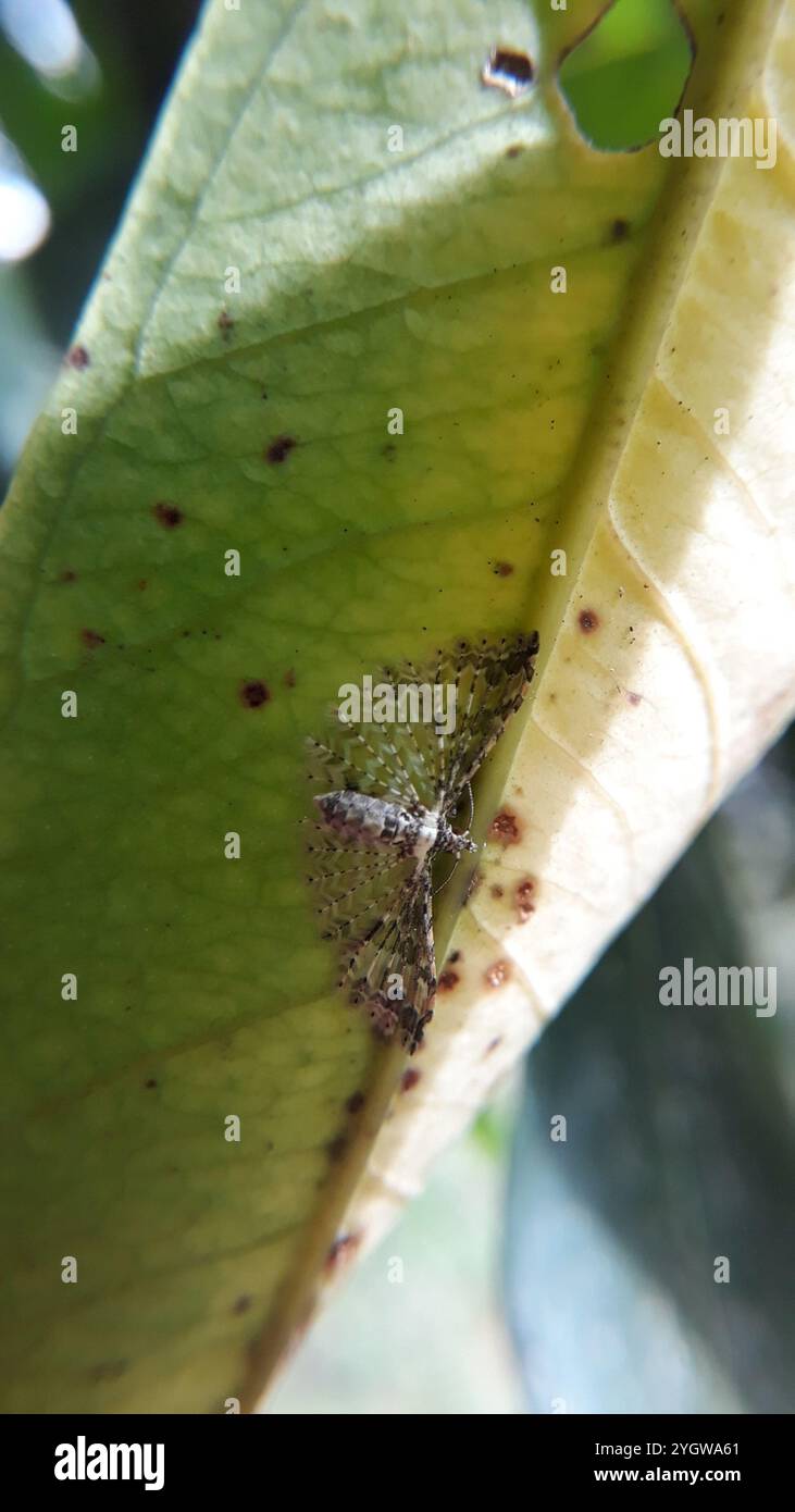 Many-plumed Moths (Alucitidae Stock Photo - Alamy