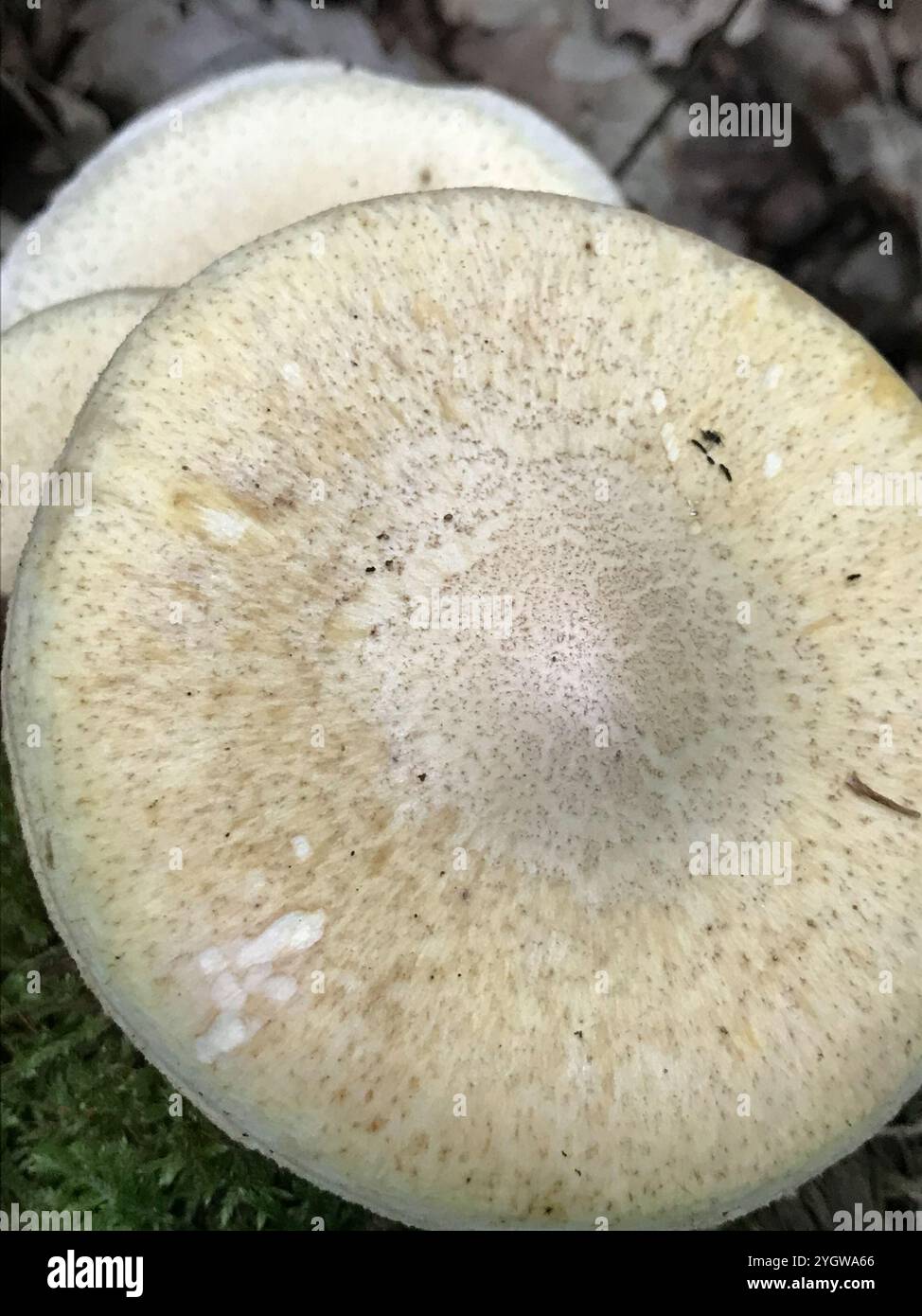 Trainwrecker (Neolentinus lepideus Stock Photo - Alamy