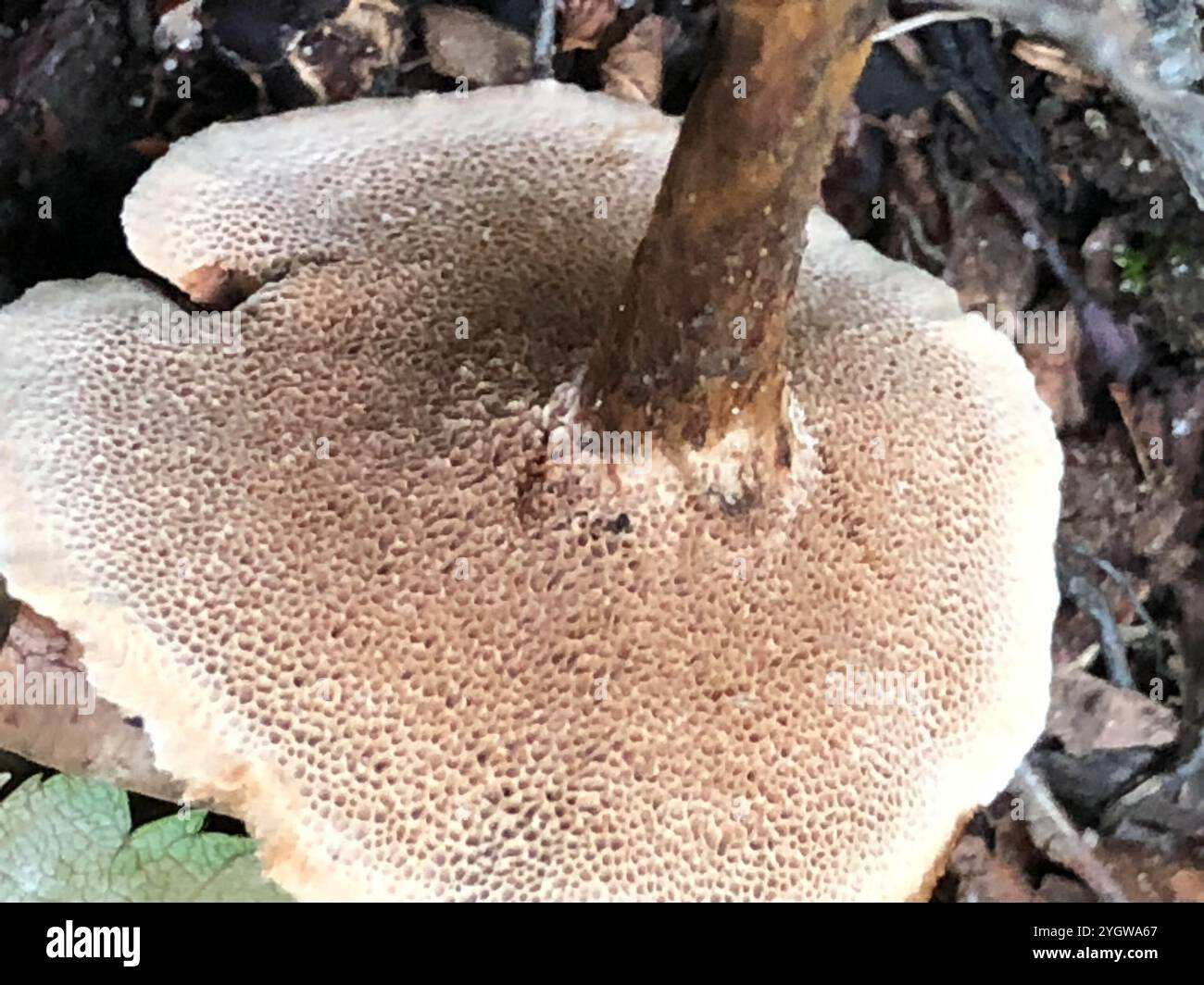 Brown Funnel Polypore (Coltricia perennis Stock Photo - Alamy