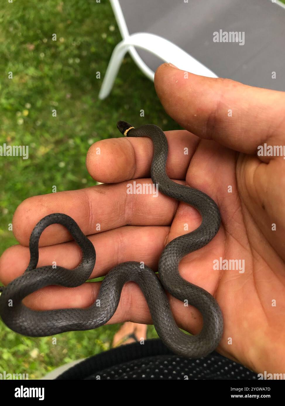 Northern Ringneck Snake (Diadophis punctatus edwardsii Stock Photo - Alamy