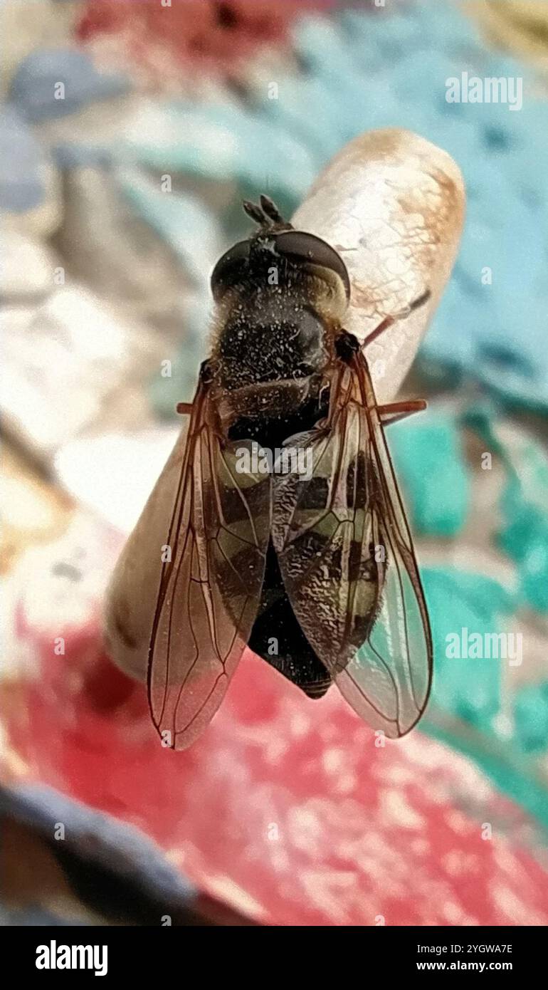 Didea hi-res stock photography and images - Alamy