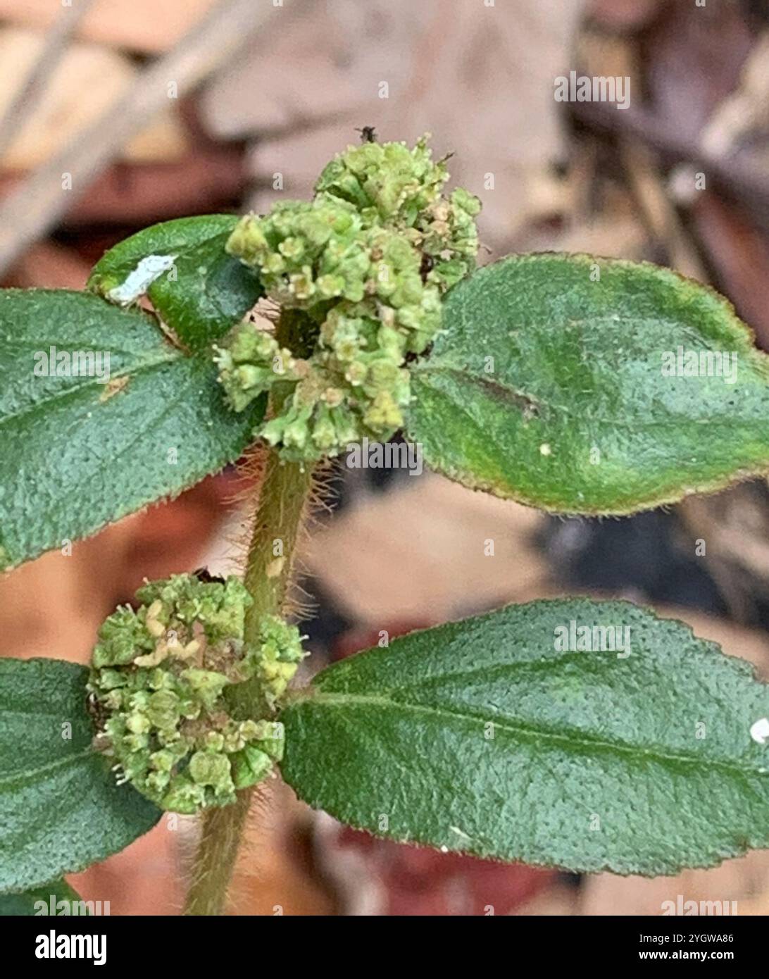 Asthma plant (Euphorbia hirta Stock Photo - Alamy
