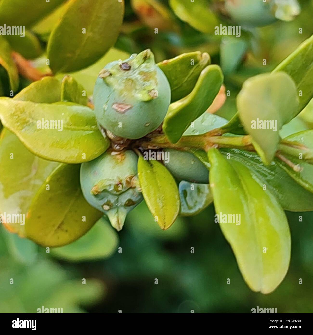 common box (Buxus sempervirens Stock Photo - Alamy