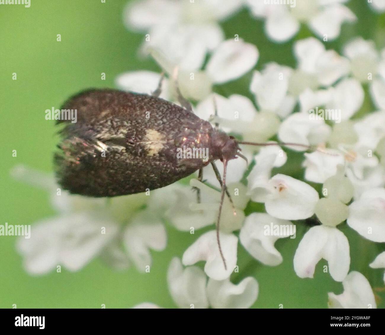 Dentella hi-res stock photography and images - Alamy