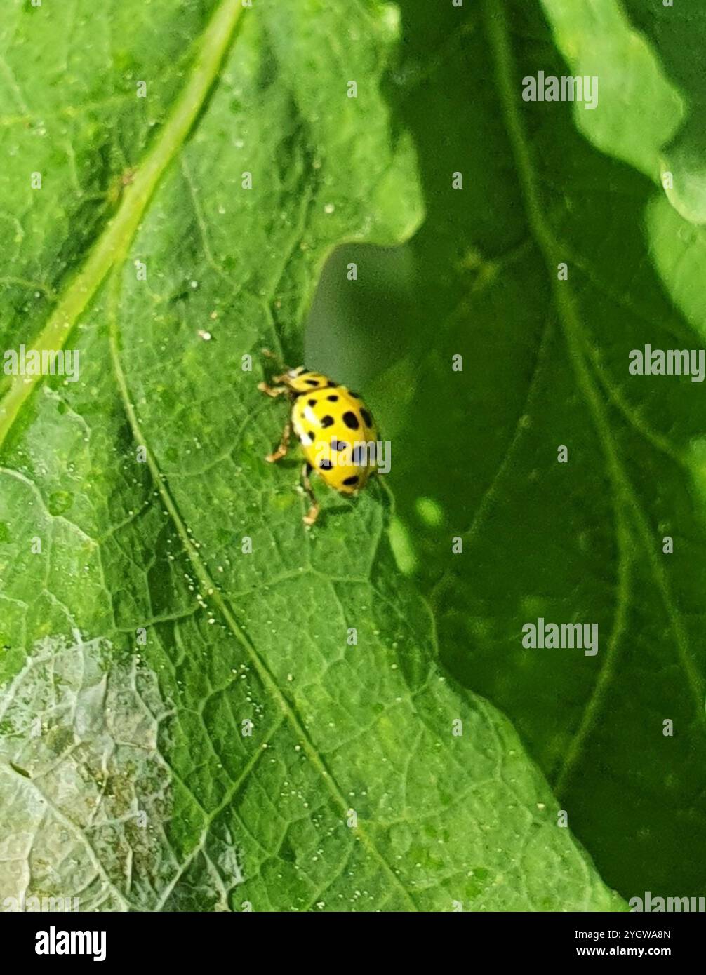 22-spot Ladybird (Psyllobora vigintiduopunctata Stock Photo - Alamy