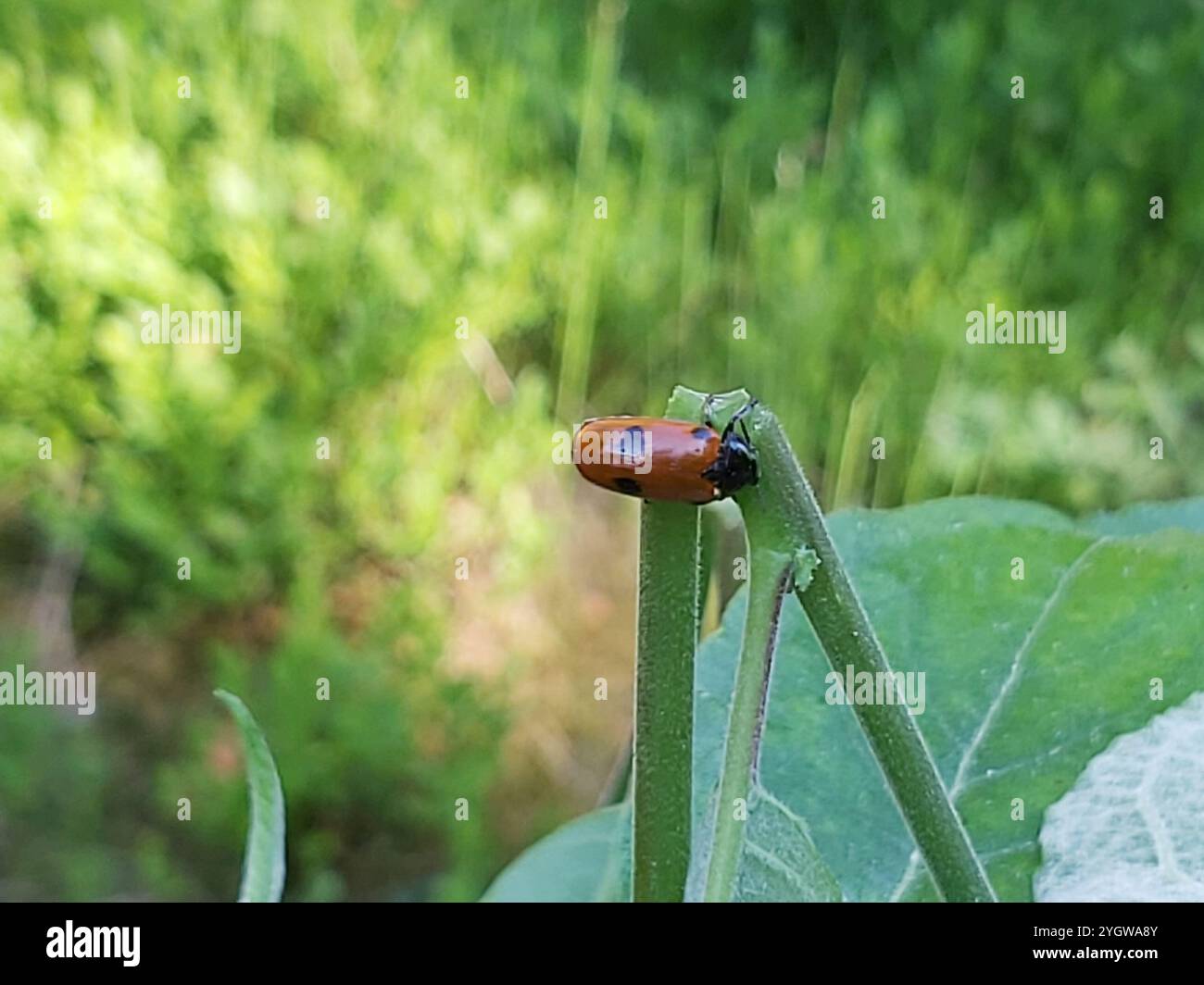 Clytra quadripunctata hi-res stock photography and images - Alamy