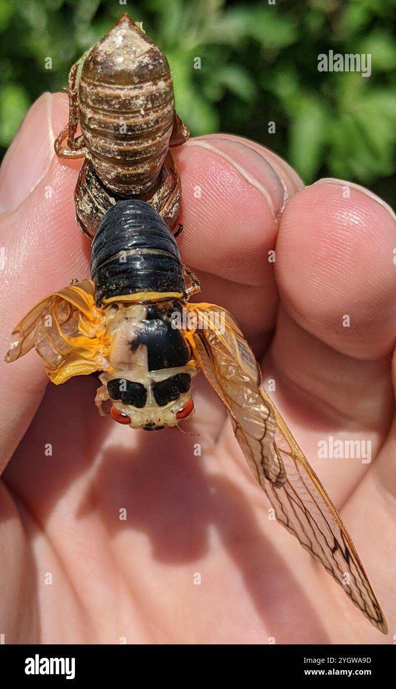 Pharaoh Cicada (Magicicada septendecim Stock Photo - Alamy