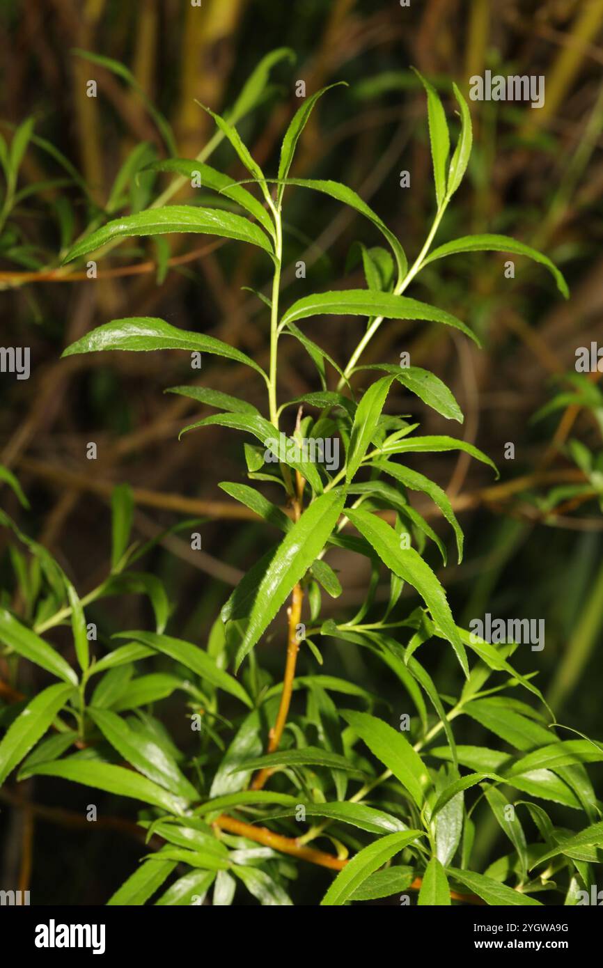 hybrid crack willow (Salix × fragilis Stock Photo - Alamy