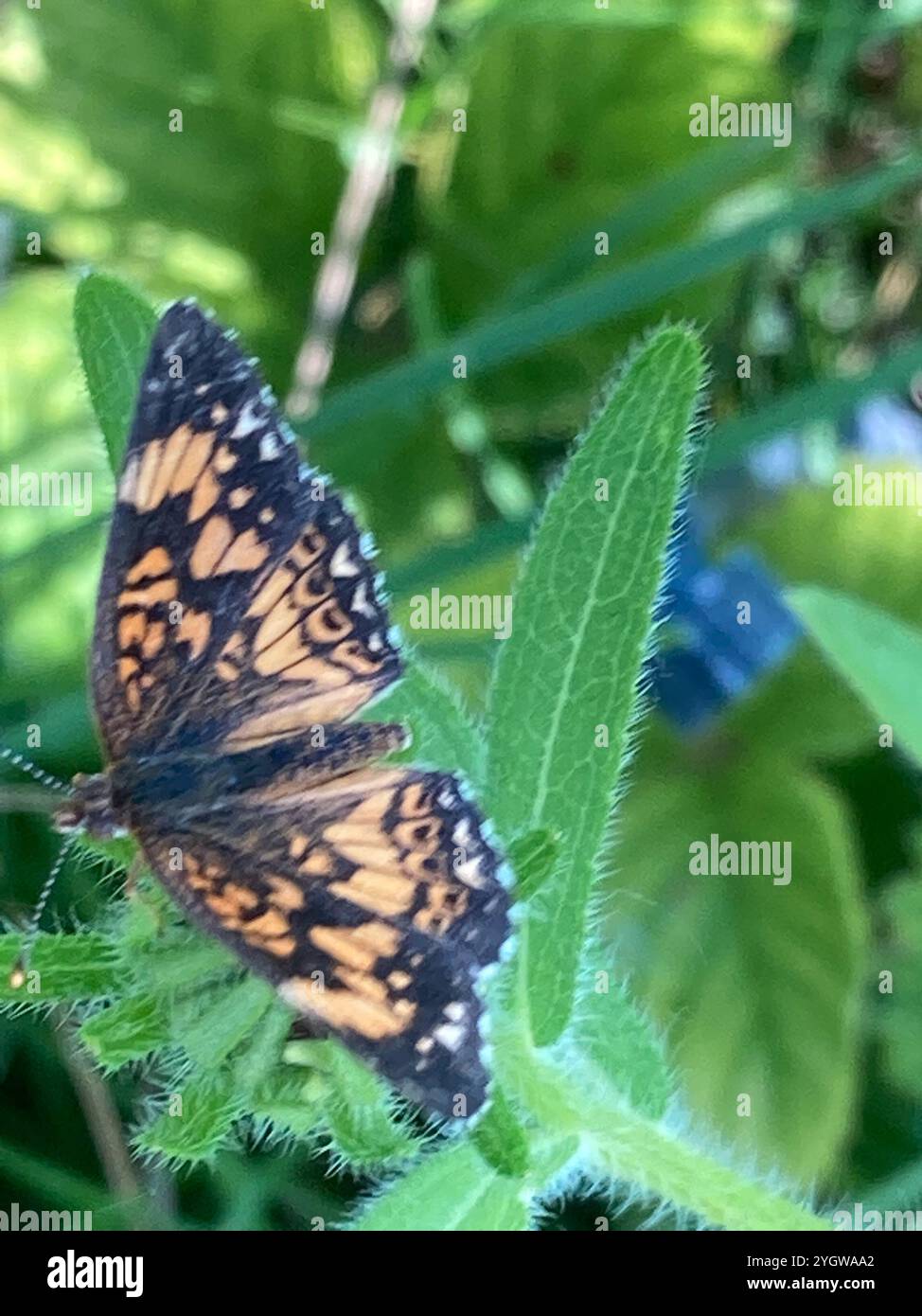 Gorgone checkerspot hi-res stock photography and images - Alamy