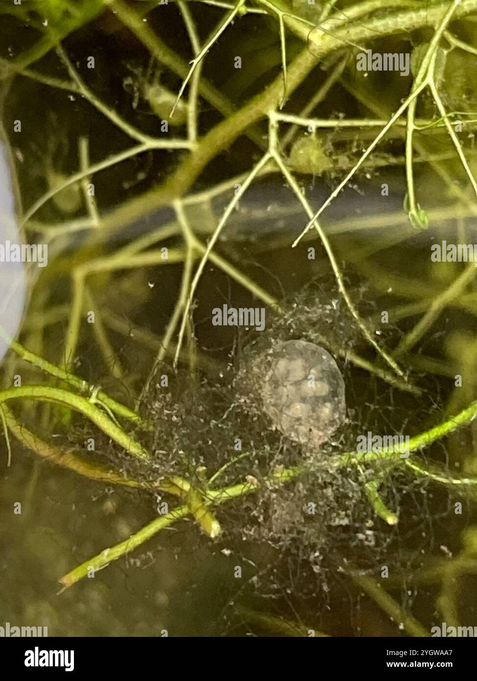 Pond Snails, Bladder Snails, and Allies (Lymnaeoidea Stock Photo - Alamy