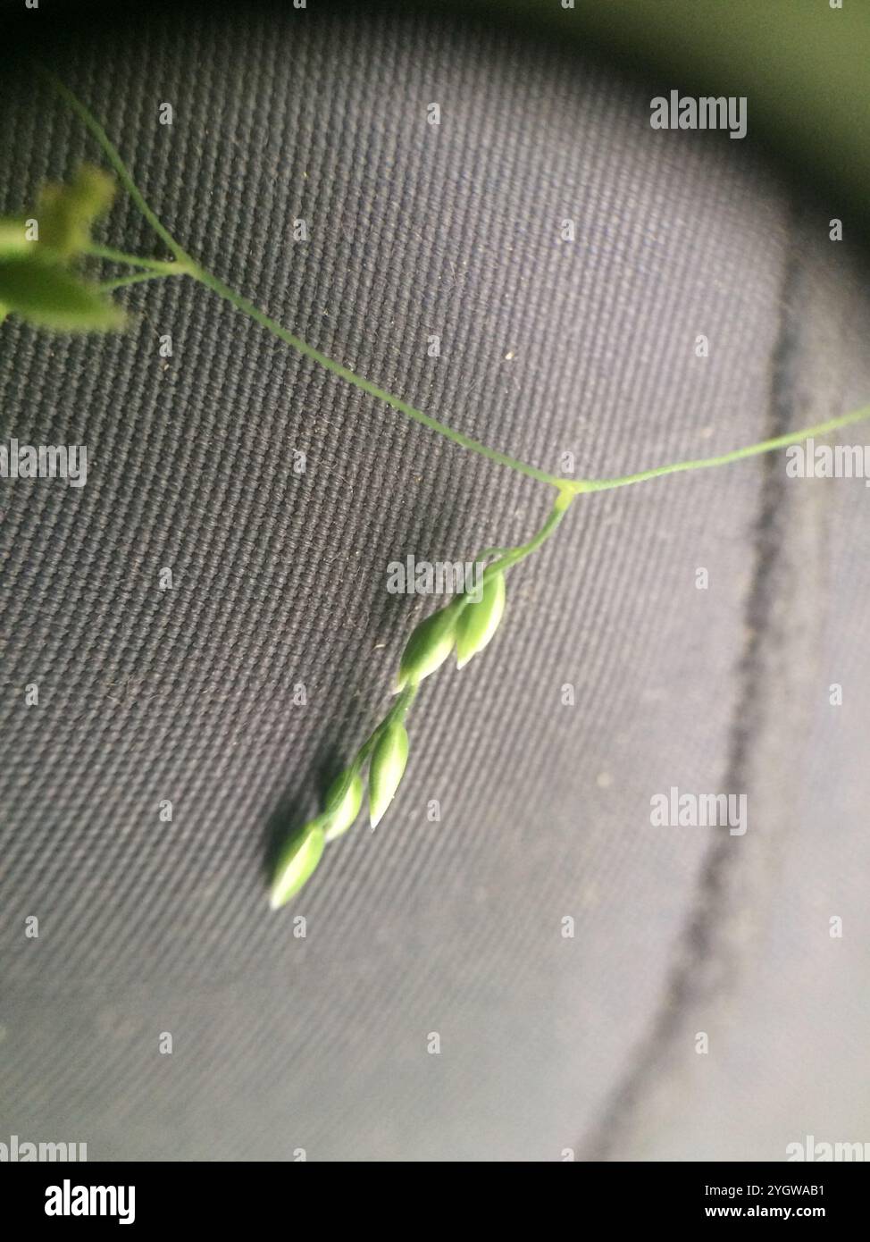 Wood Millet (Milium effusum Stock Photo - Alamy