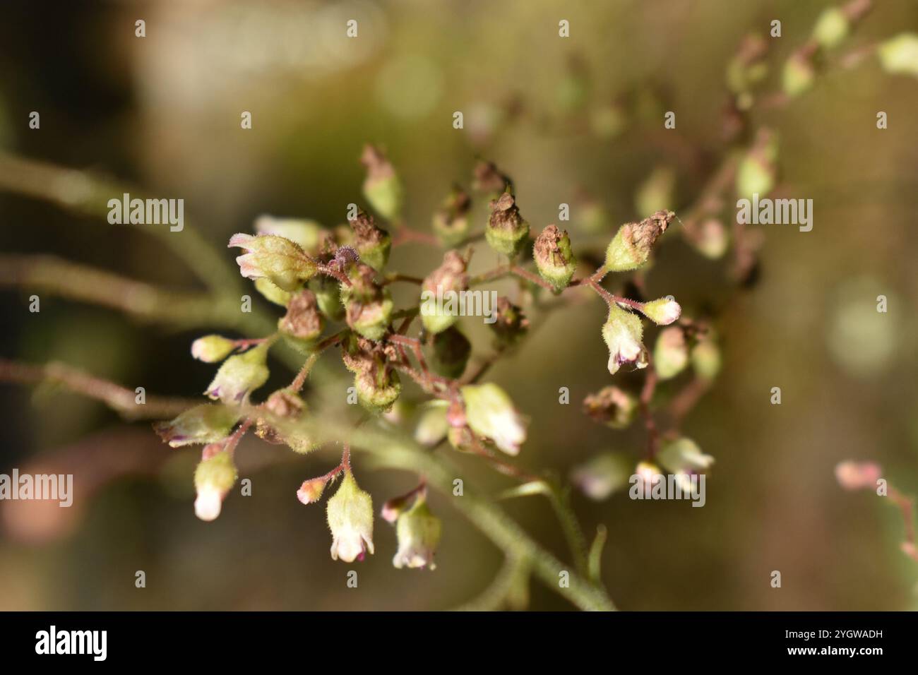 longflower alumroot (Heuchera longiflora Stock Photo - Alamy