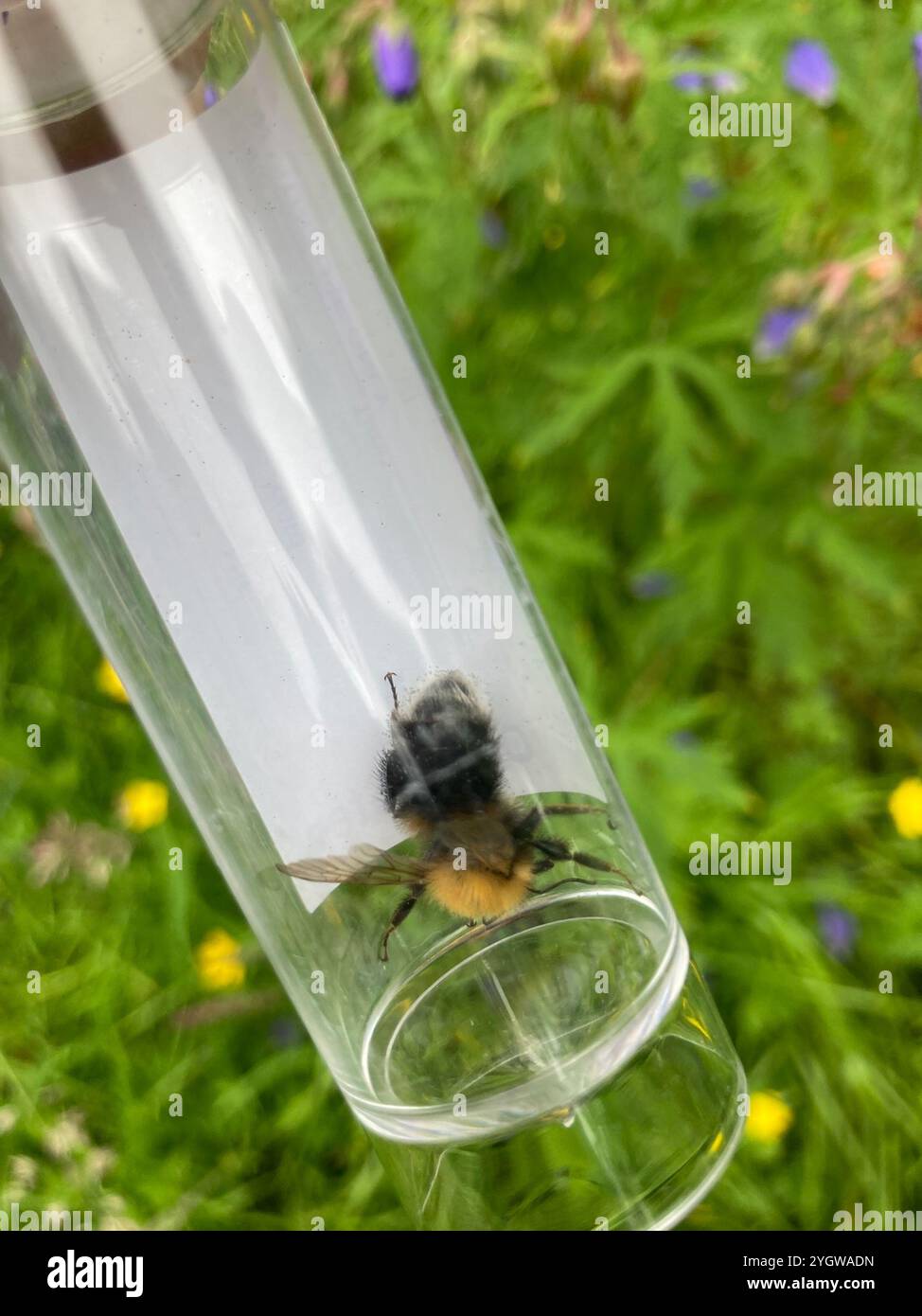 Tree Bumble Bee (Bombus hypnorum Stock Photo - Alamy