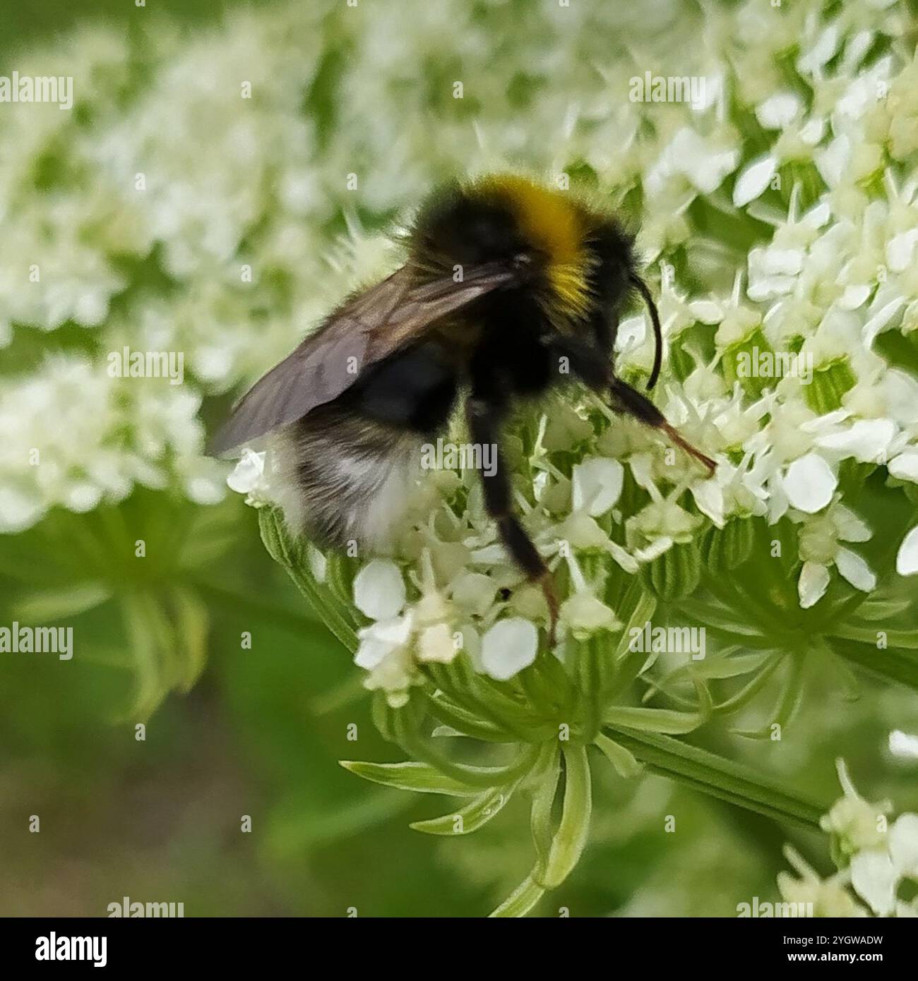 Bohemian Cuckoo Bumble bee (Bombus bohemicus Stock Photo - Alamy