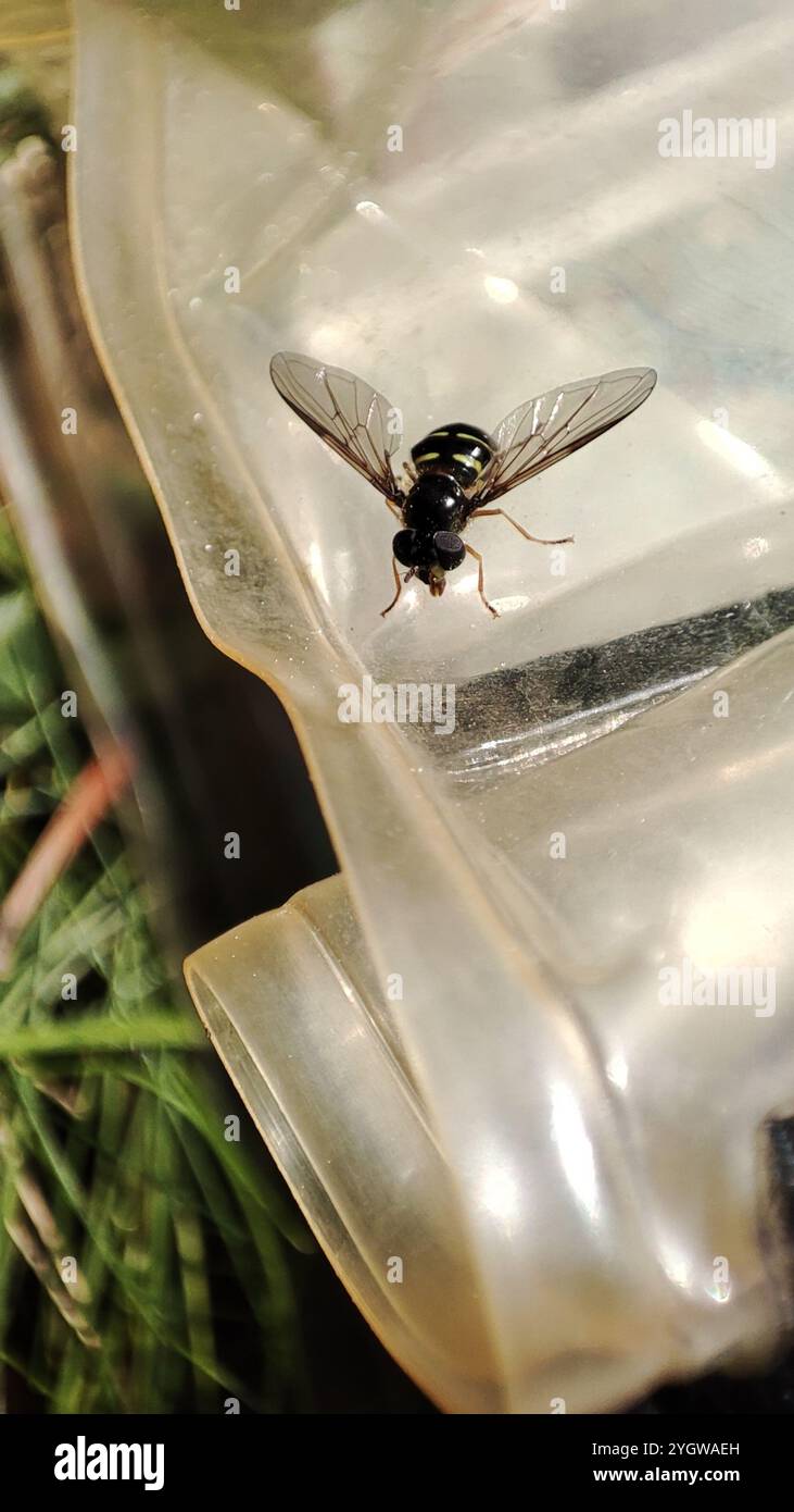 Typical Hover Flies (Syrphinae Stock Photo - Alamy