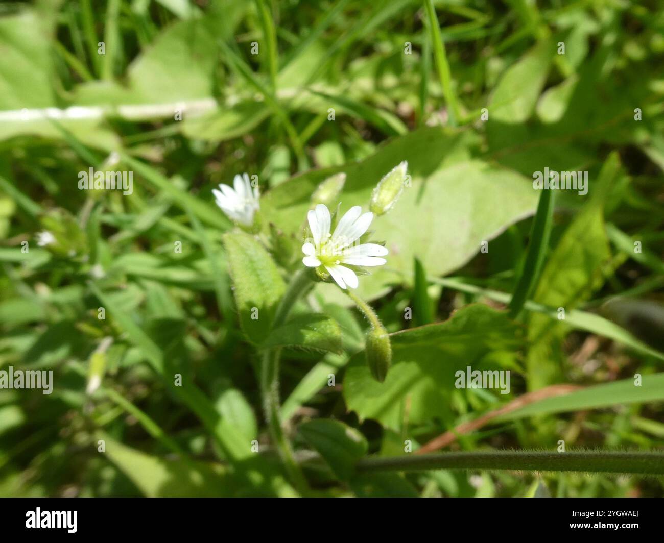 Common mouse-ear chickweed (Cerastium fontanum Stock Photo - Alamy