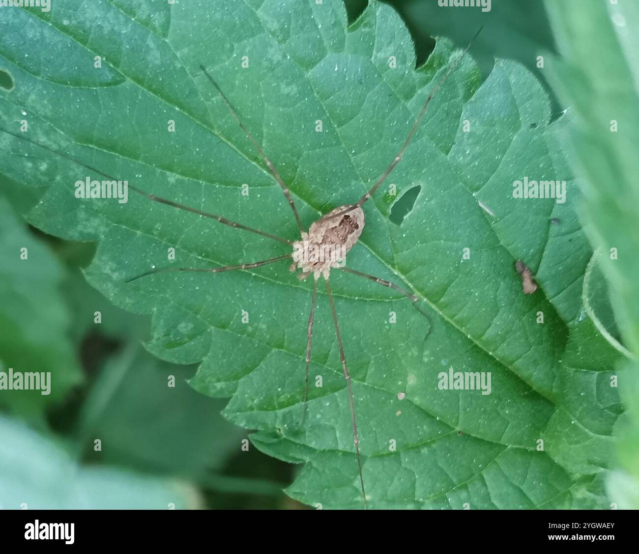 Spring Harvestman (Rilaena triangularis Stock Photo - Alamy