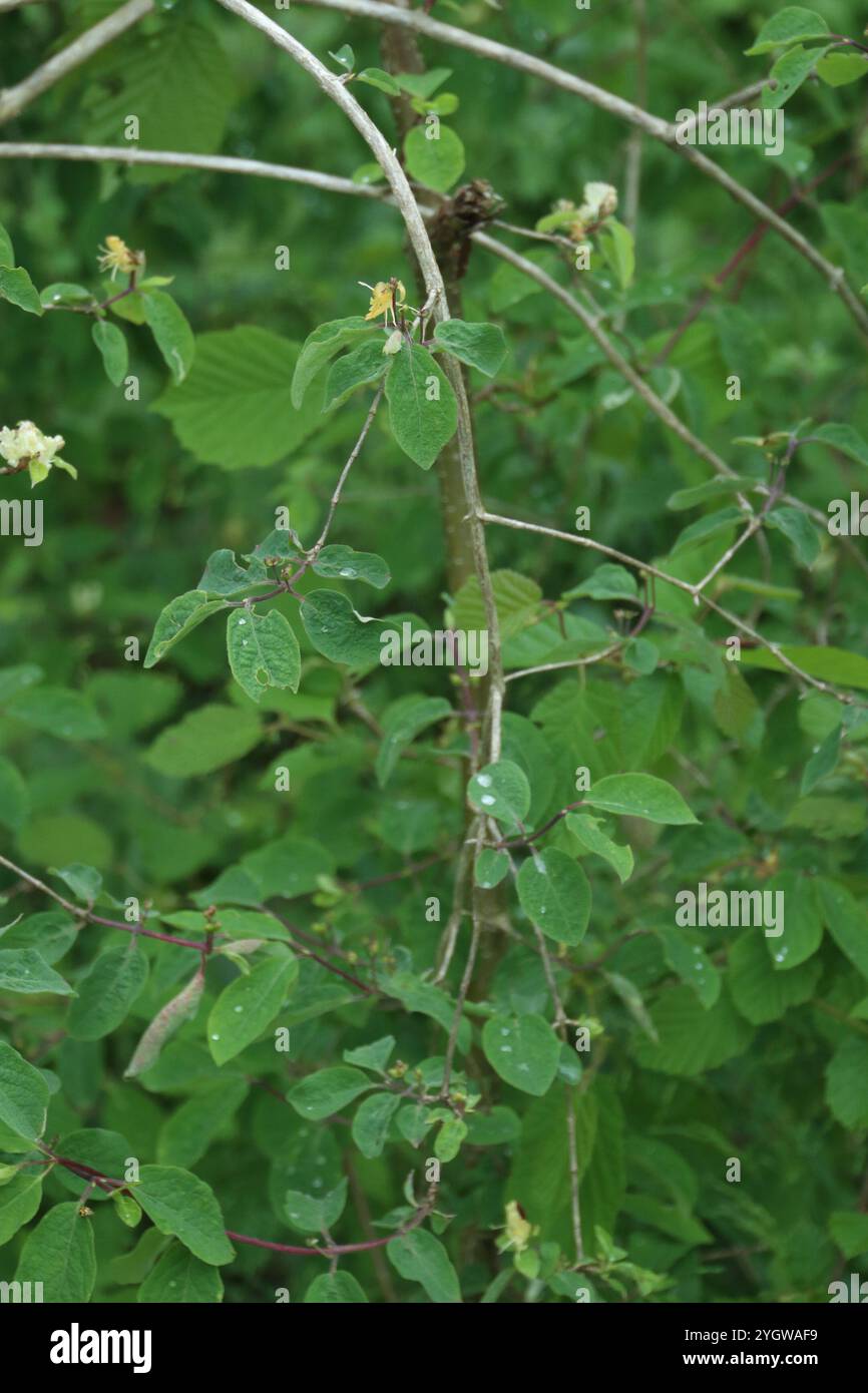 Fly Honeysuckle (Lonicera xylosteum Stock Photo - Alamy