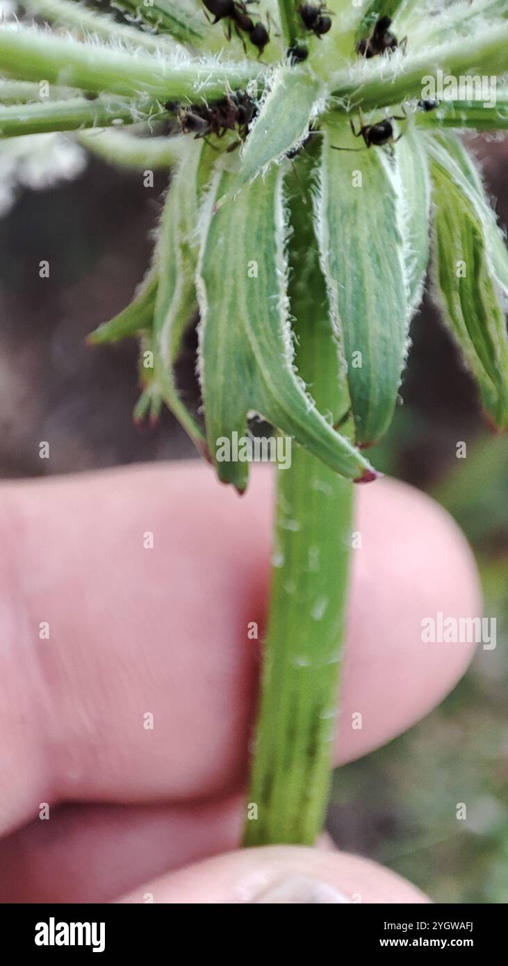 Laserpitium sermountain hi-res stock photography and images - Alamy