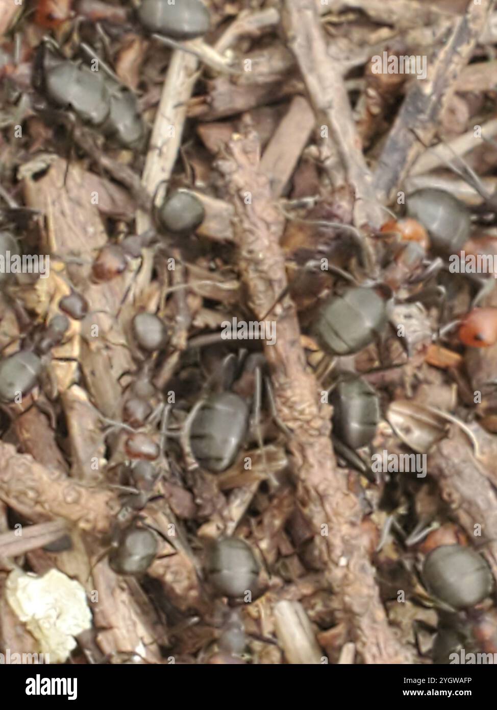 Western Thatching Ant (Formica obscuripes Stock Photo - Alamy