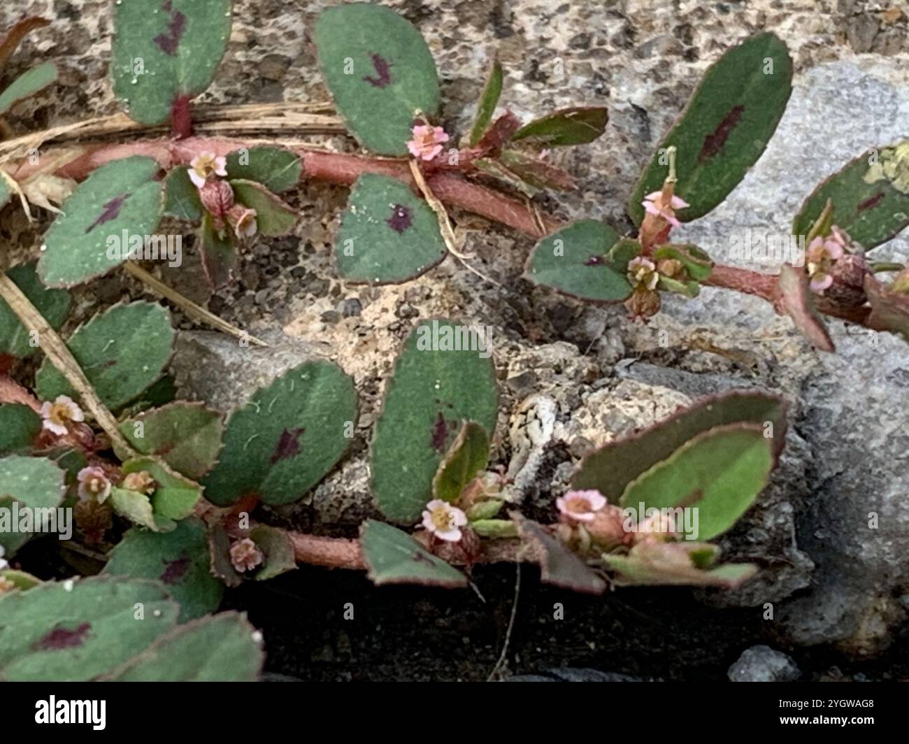 Spotted spurge (Euphorbia maculata Stock Photo - Alamy