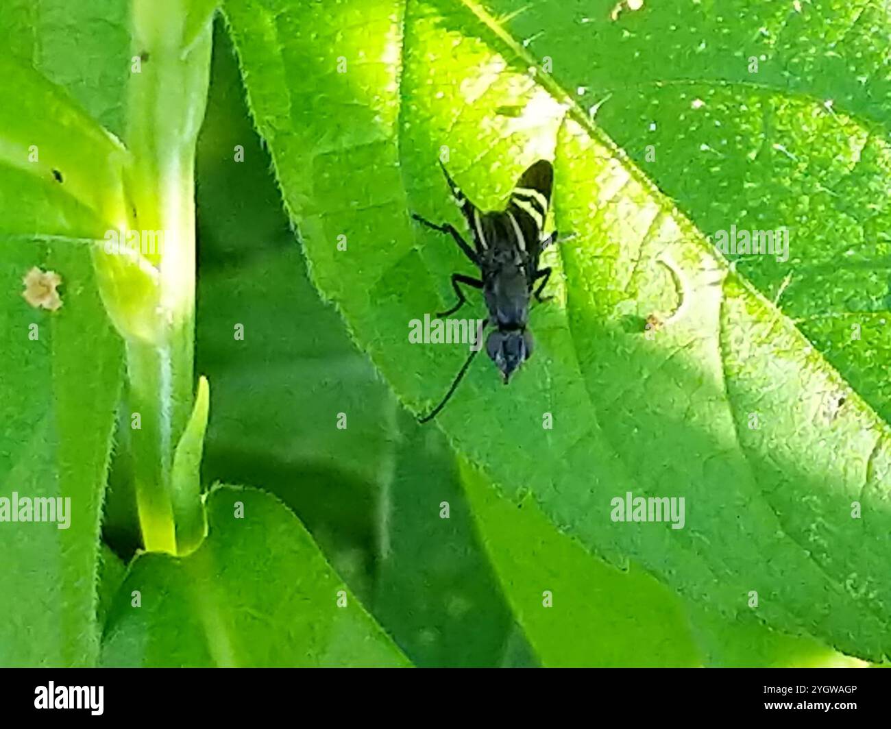 Black Onion Fly (Tritoxa flexa Stock Photo - Alamy