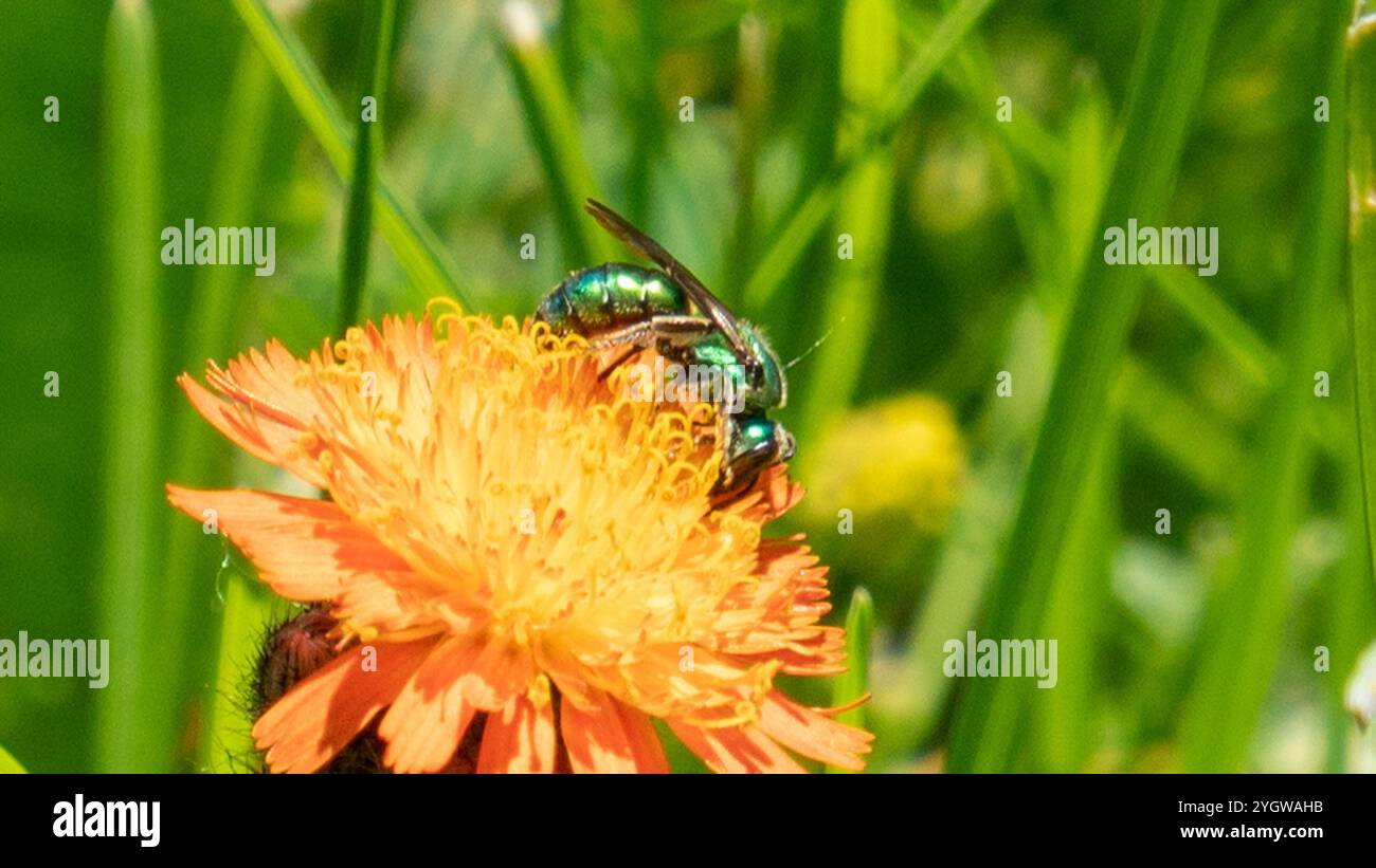 Augochlora pura hi-res stock photography and images - Alamy