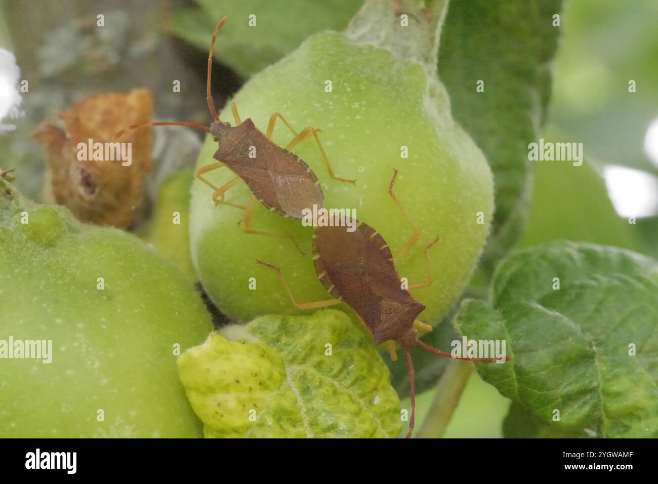 Box Bug (Gonocerus acuteangulatus Stock Photo - Alamy