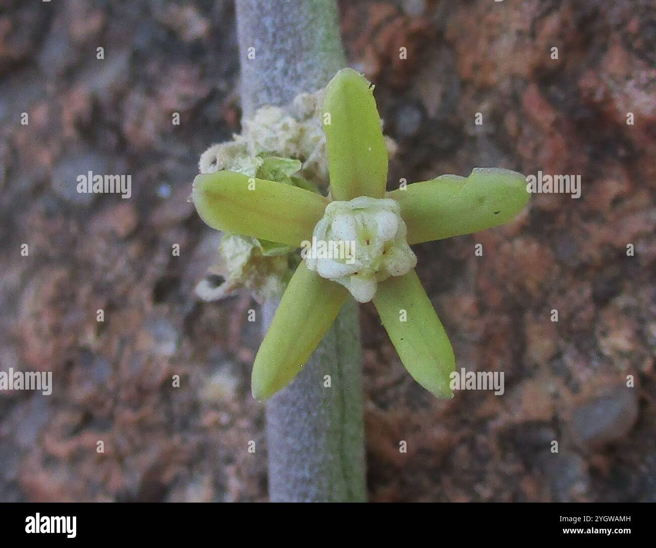 Caustic vine hi-res stock photography and images - Alamy