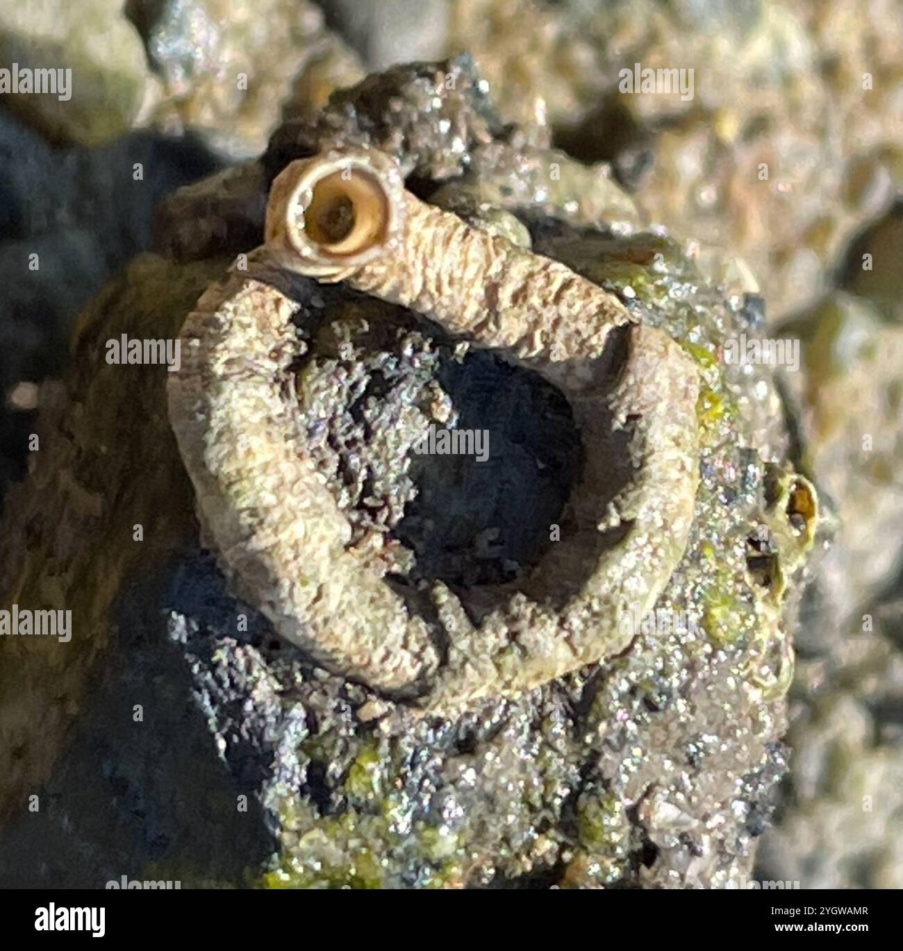 Thylacodes hi-res stock photography and images - Alamy