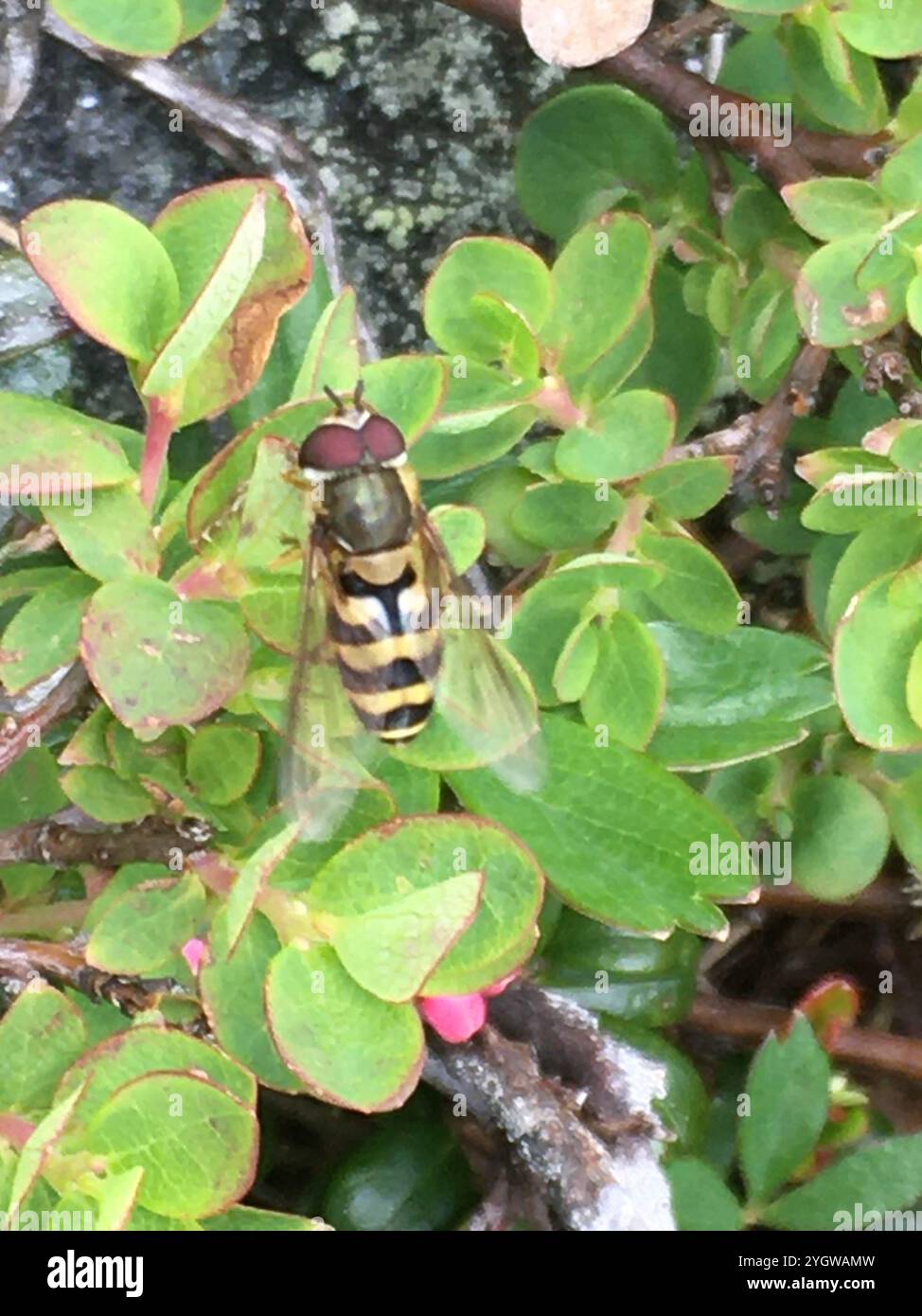 Common Flower Flies (Syrphus Stock Photo - Alamy