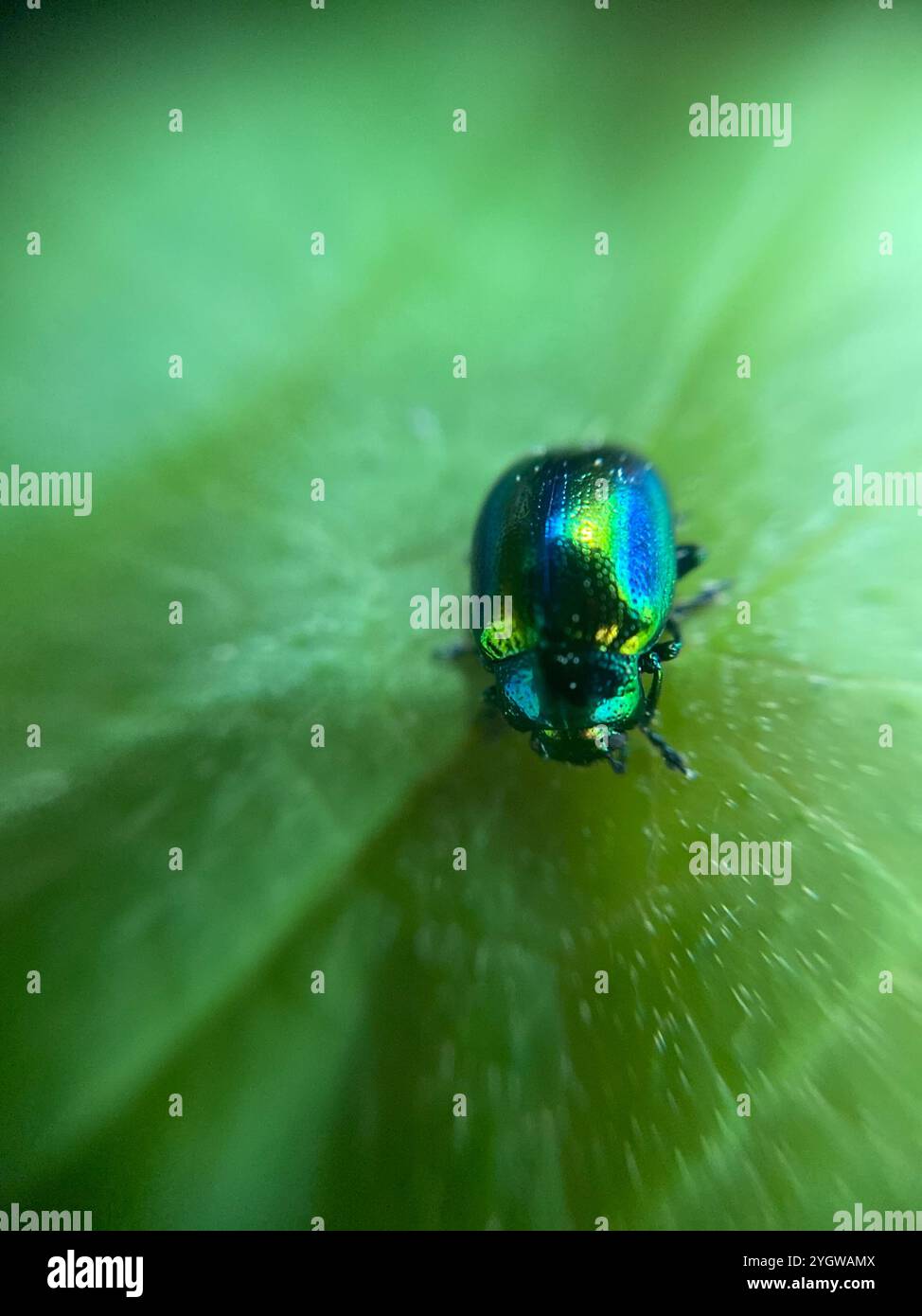 Dead-nettle Leaf Beetle (Fasta fastuosa Stock Photo - Alamy
