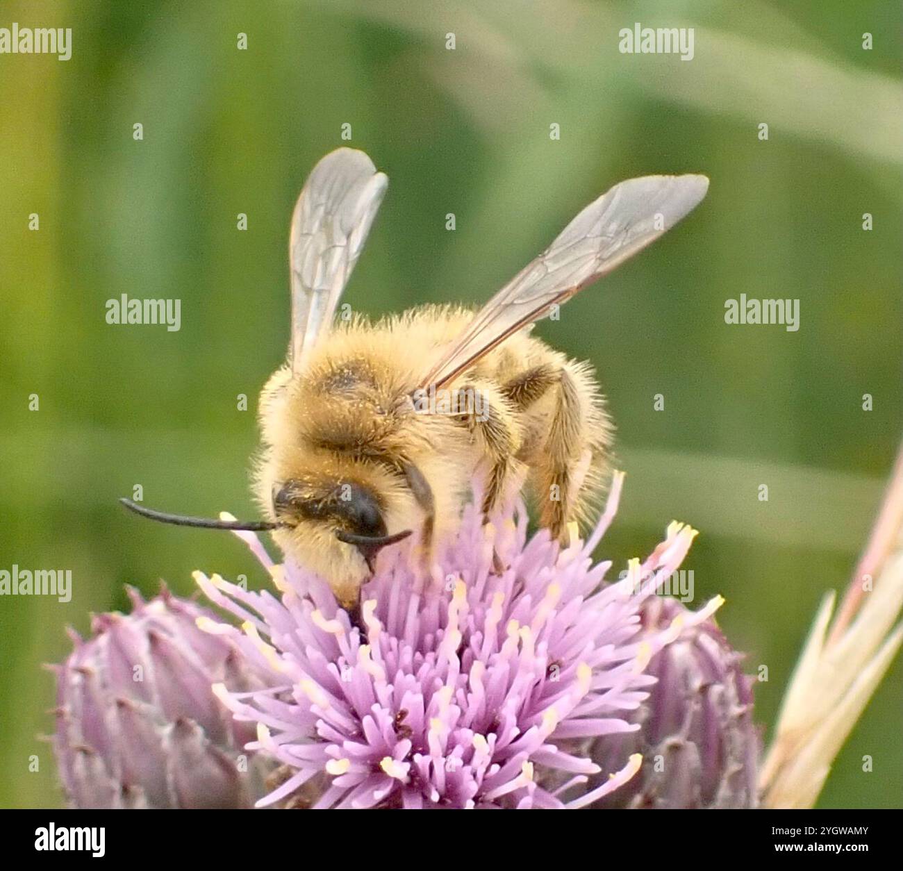 Common Pantaloon Bee (Dasypoda hirtipes Stock Photo - Alamy