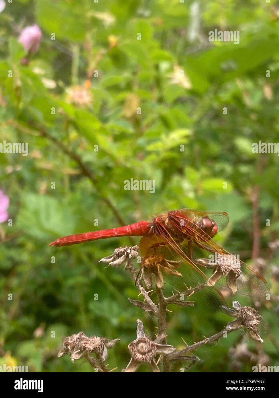 Cardinal Meadowhawk (Sympetrum illotum Stock Photo - Alamy