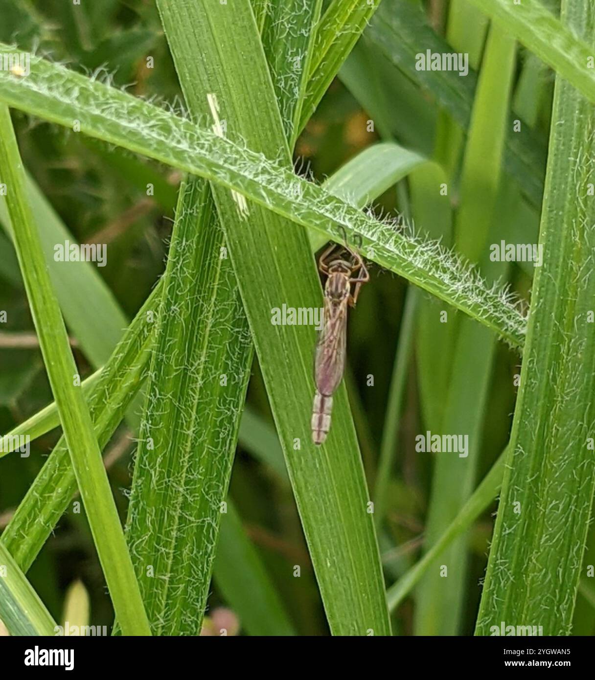 Slender Robberflies (Leptogaster Stock Photo - Alamy