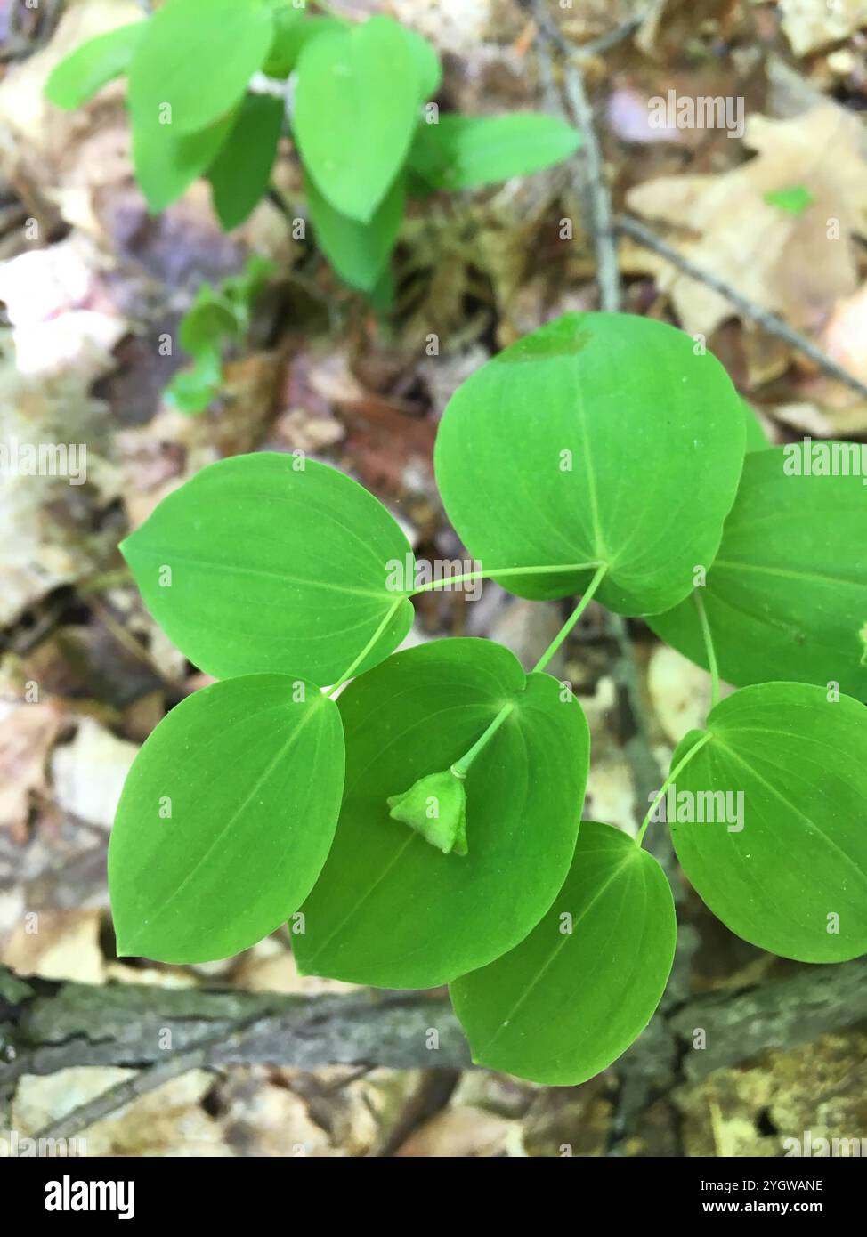 perfoliate bellwort (Uvularia perfoliata Stock Photo - Alamy