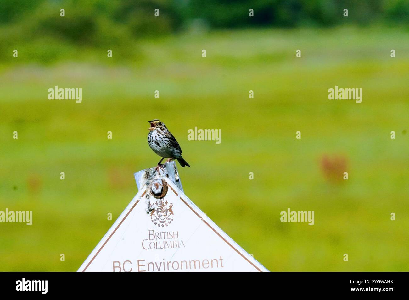 Savannah Sparrow (Passerculus sandwichensis Stock Photo - Alamy