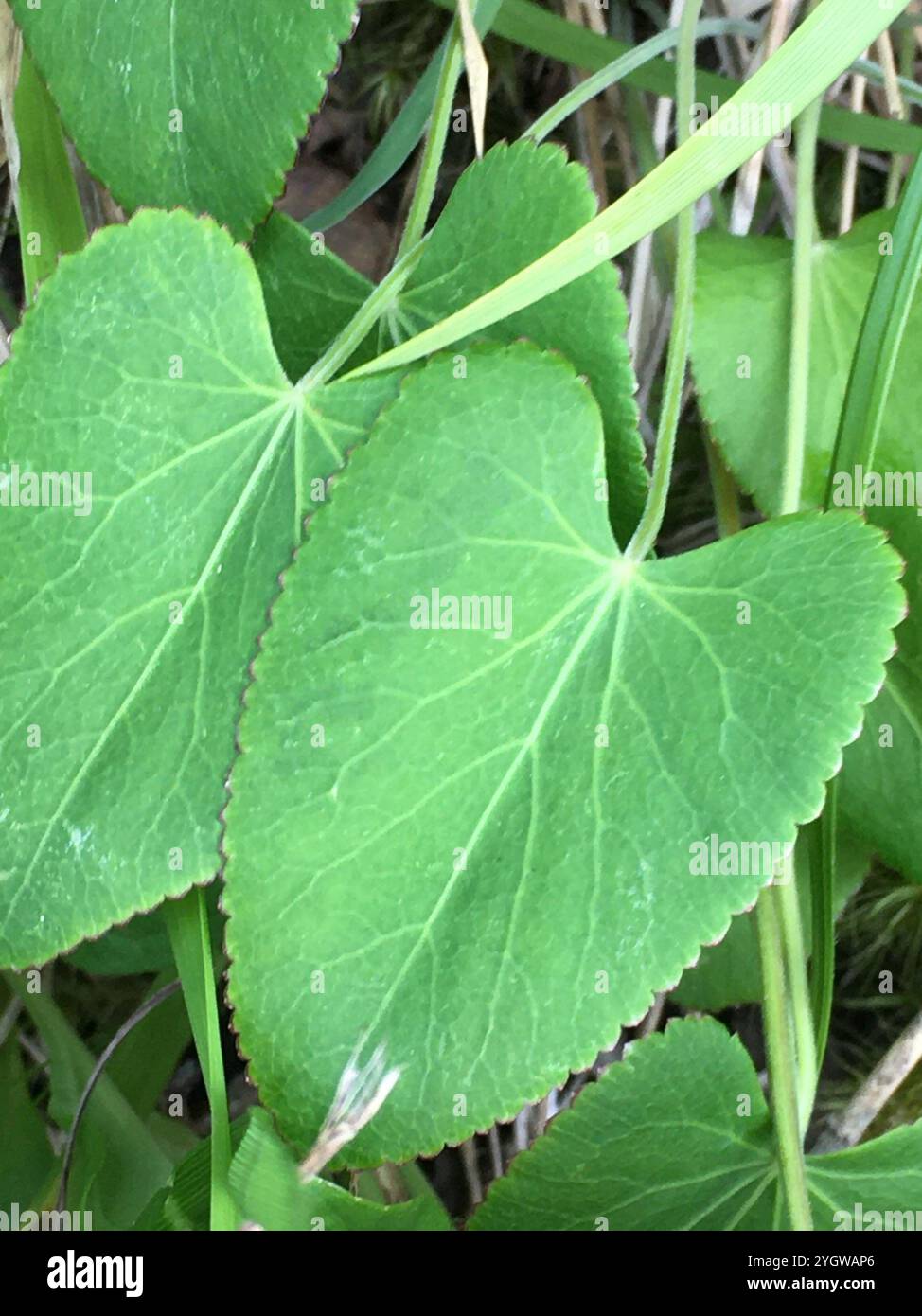 purple meadow-parsnip (Thaspium trifoliatum trifoliatum Stock Photo - Alamy