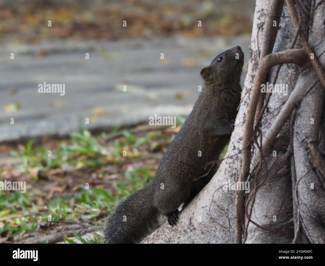 Taiwan Squirrel (Callosciurus erythraeus thaiwanensis Stock Photo - Alamy