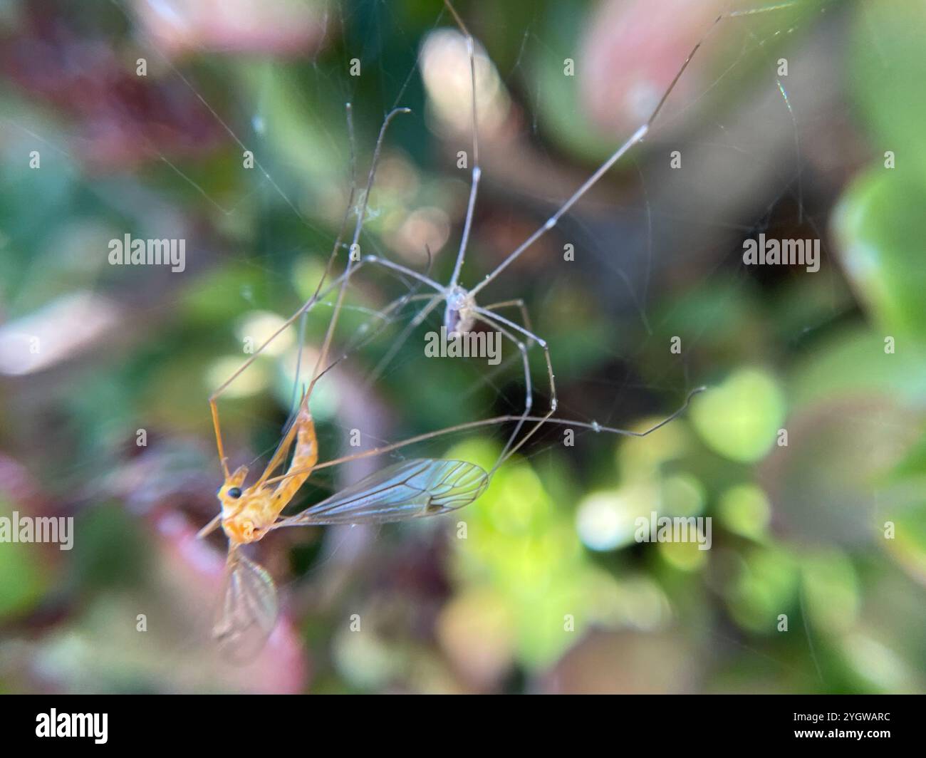 Marbled Cellar Spider (Holocnemus pluchei Stock Photo - Alamy
