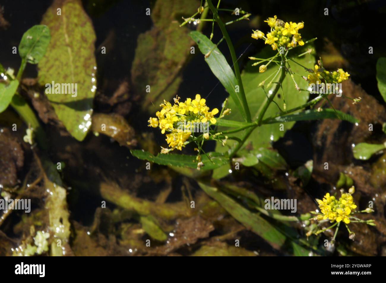 Amphibious Yellowcress (Rorippa amphibia Stock Photo - Alamy