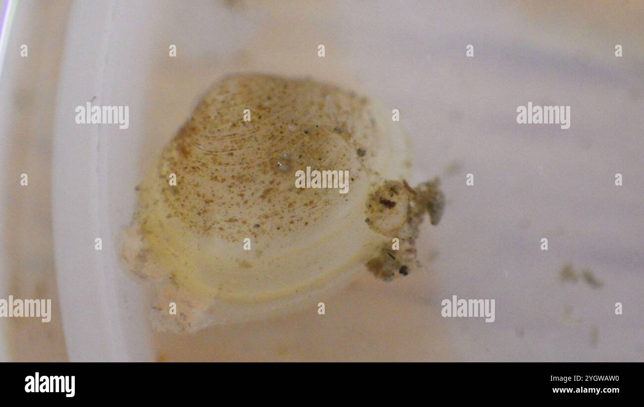 Pea Clams (Sphaeriidae Stock Photo - Alamy